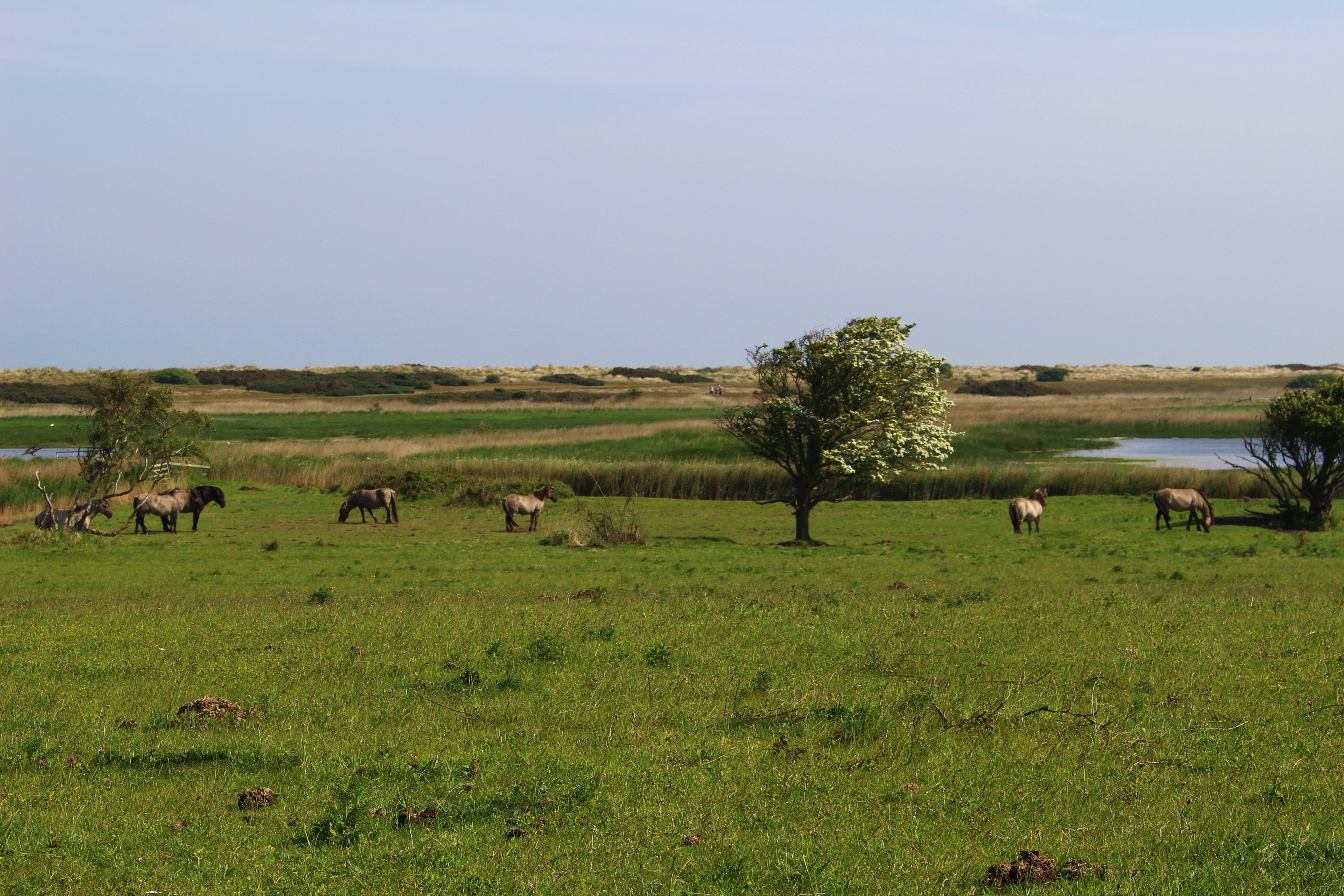 Eastbridge to Minsmere Nature Reserve, Suffolk | The Brokedown Blog